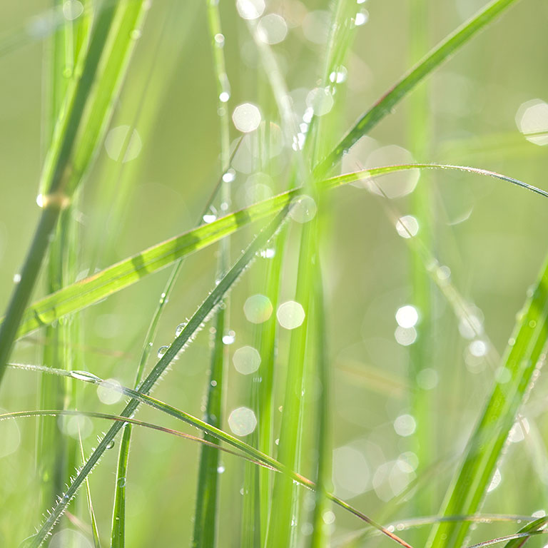 Big Bluestem After the Rain - Prairie Garden Trust