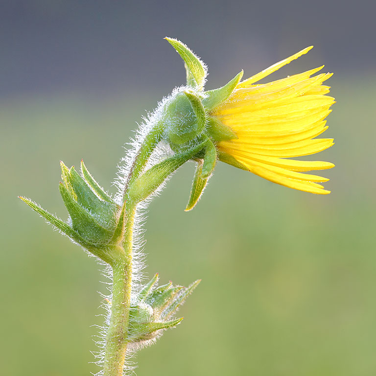 Compass Plant in Early Bloom - Prairie Garden Trust