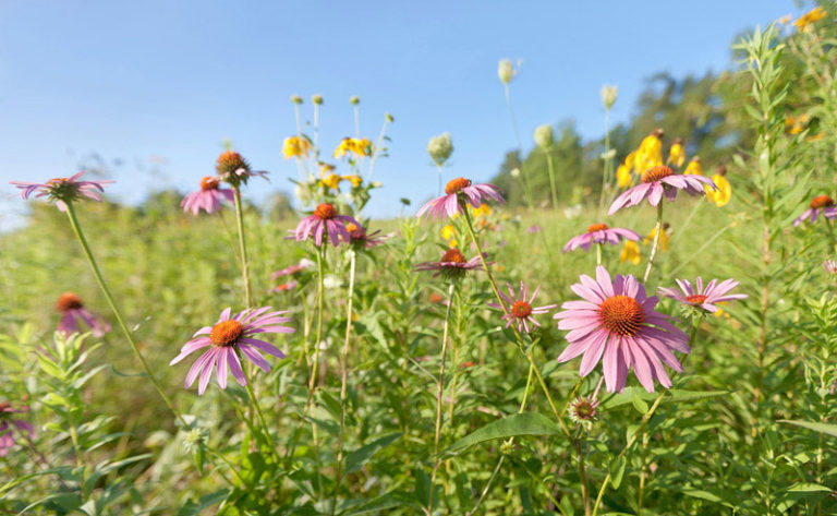 Nature Areas - Prairie Garden Trust