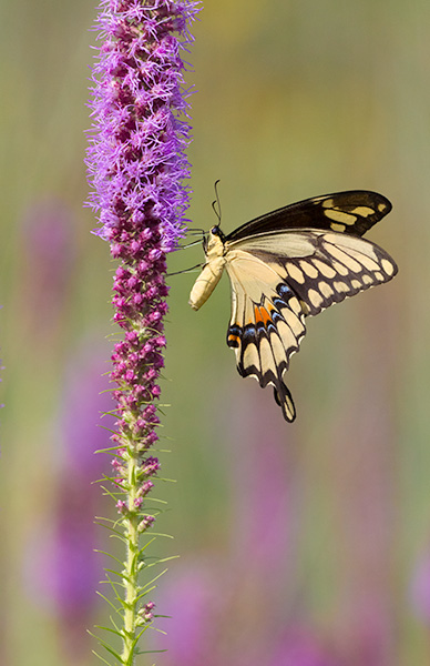 Giant Swallowtail – Prairie Garden Trust