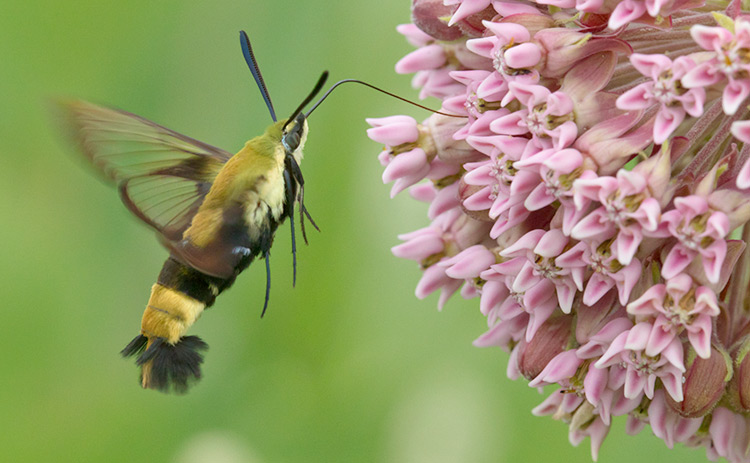 Hummingbird Clearwing - Prairie Garden Trust