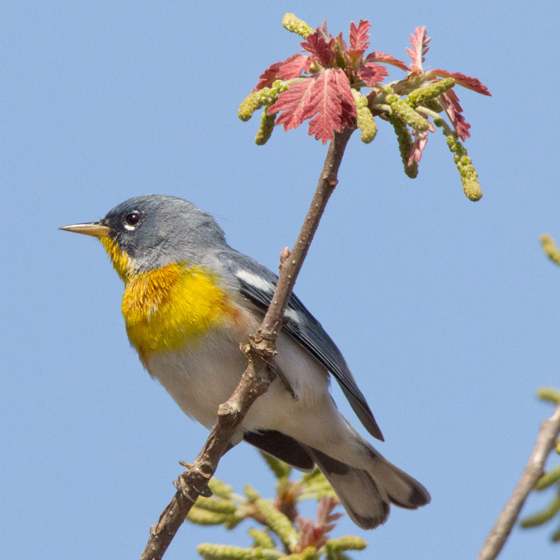 Northern Parula - Prairie Garden Trust