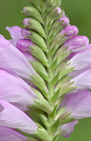 Obedient Plant – Prairie Garden Trust