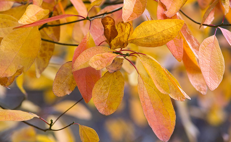 Sassafras Fall Color - Prairie Garden Trust