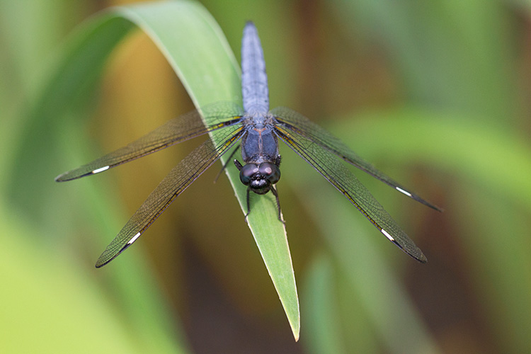 Spangled Skimmer - Prairie Garden Trust