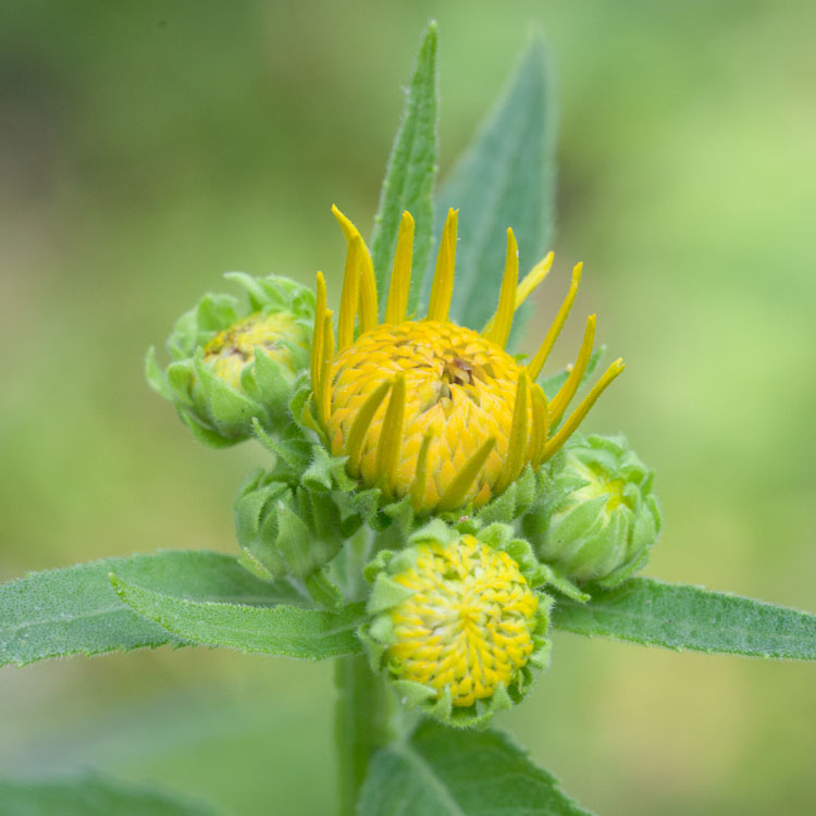 Yellow Crownbeard - Prairie Garden Trust