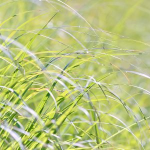 Little Bluestem – Prairie Garden Trust