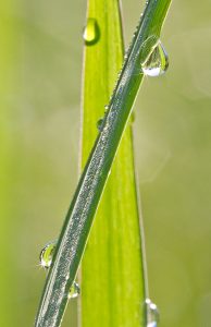 Prairie Grass Dew – Prairie Garden Trust