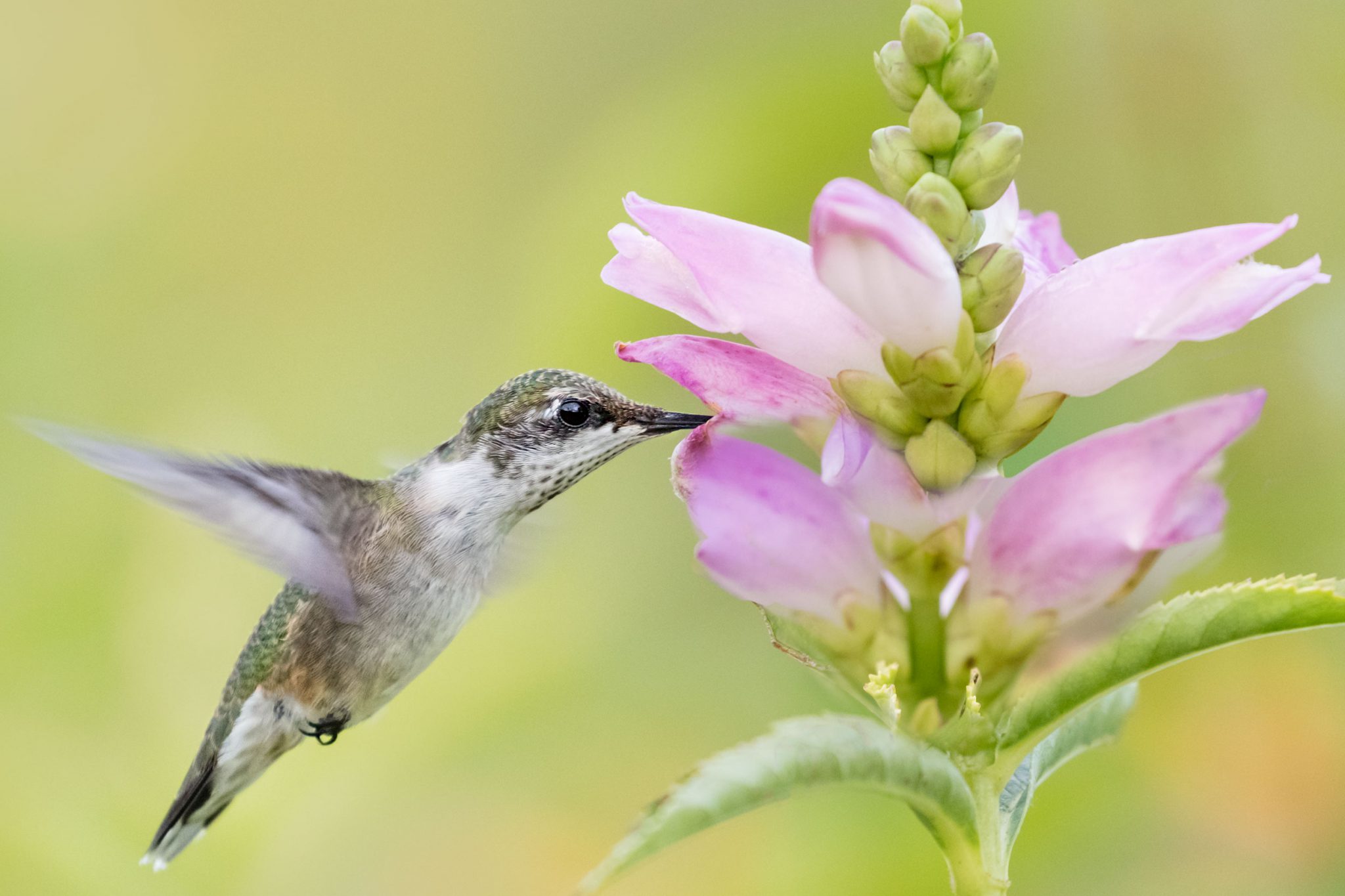 Ruby-throated Hummingbird - Prairie Garden Trust