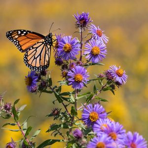 Monarch Butterfly – Prairie Garden Trust