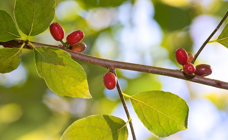 Spicebush Fruit - Prairie Garden Trust