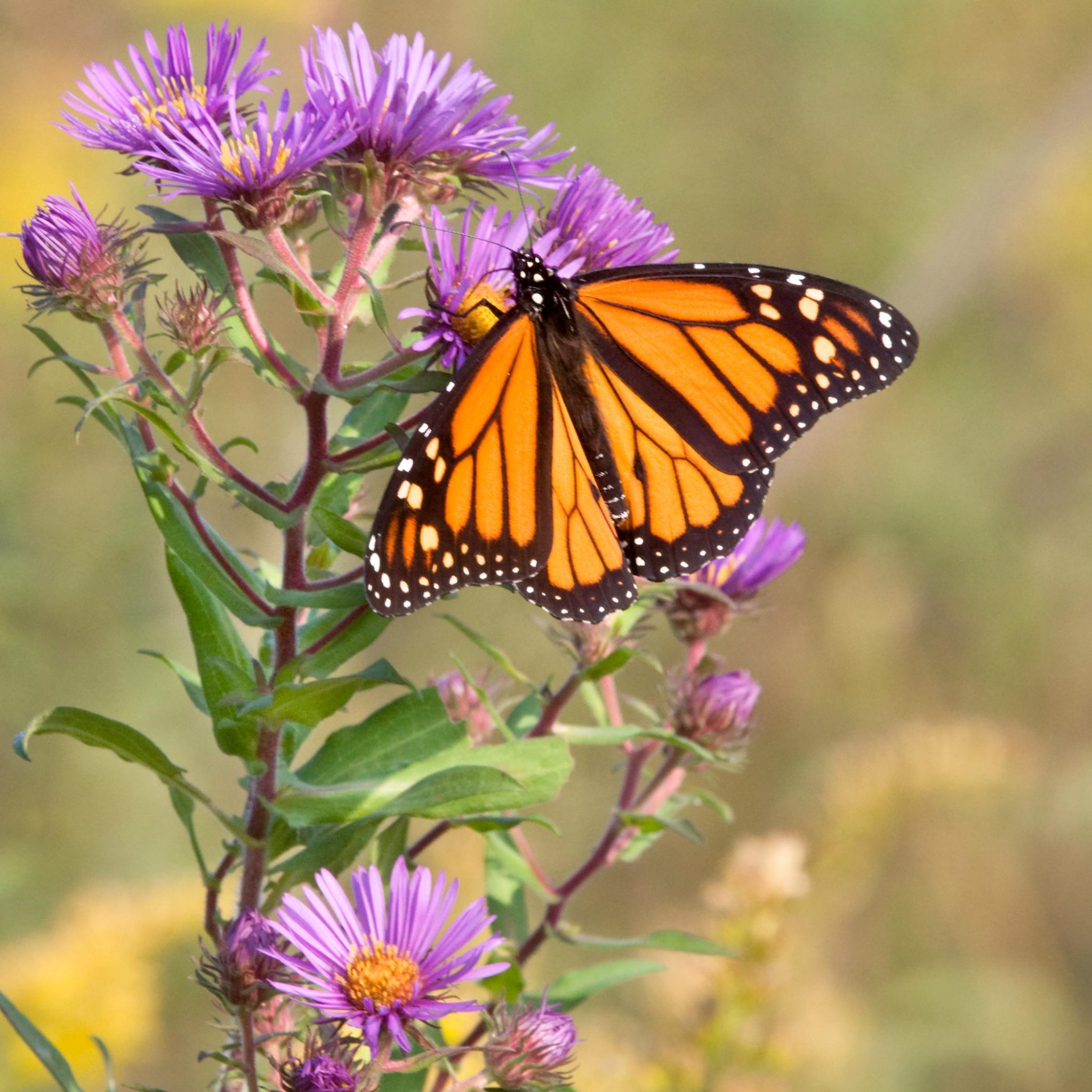 Monarch Butterfly – Prairie Garden Trust
