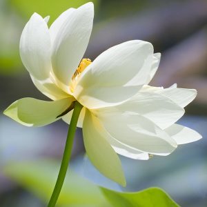 American Lotus – Prairie Garden Trust