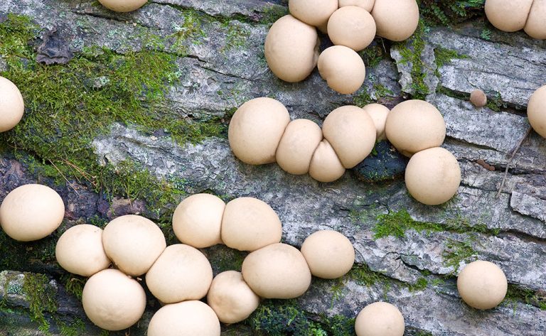 Puffball Mushroom - Prairie Garden Trust