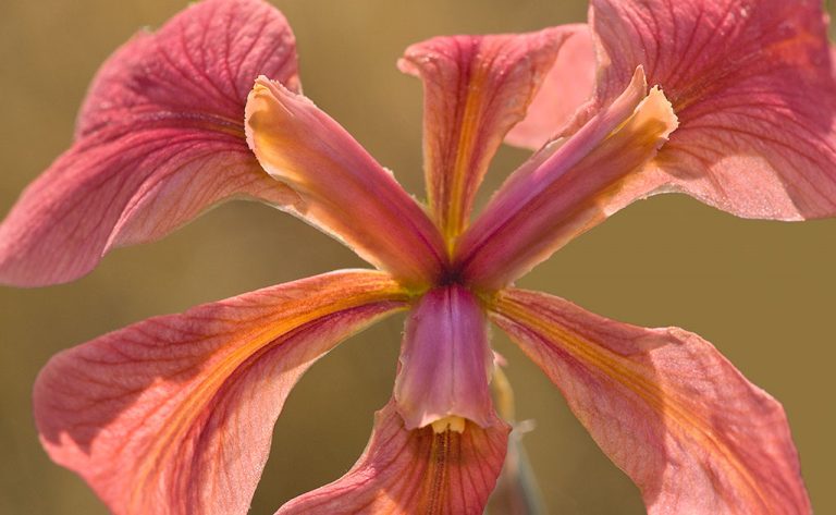 Copper Iris - Prairie Garden Trust