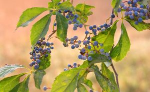 Virginia Creeper Fruit – Prairie Garden Trust