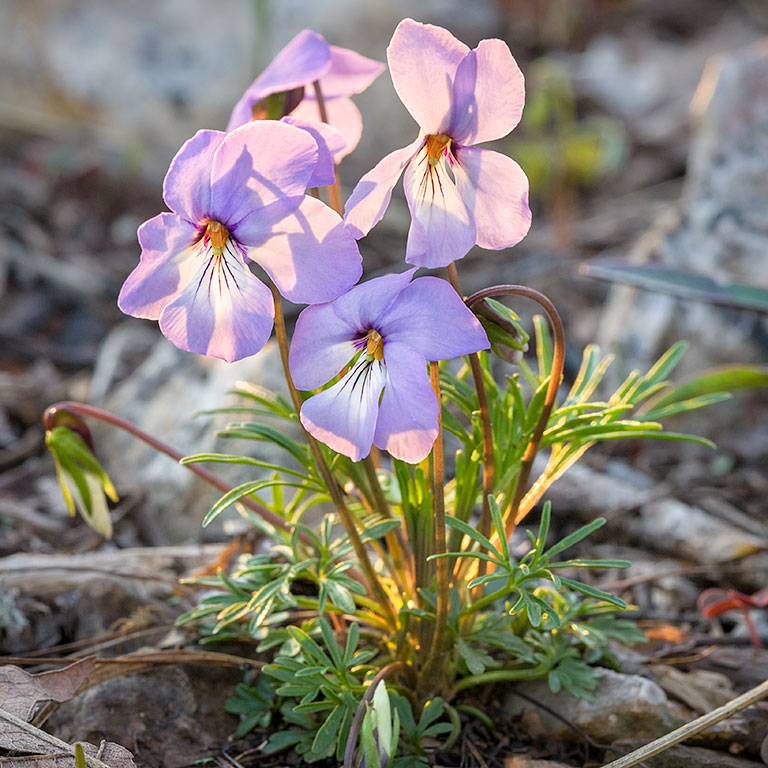 Bird’s Foot Violet - Prairie Garden Trust