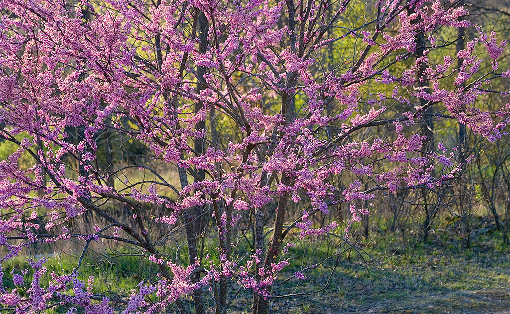 Redbud - Prairie Garden Trust
