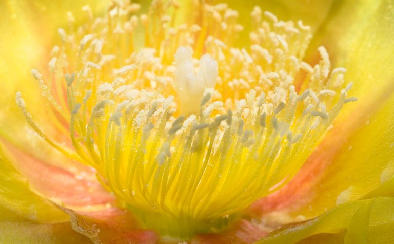 Prickly Pear - Prairie Garden Trust
