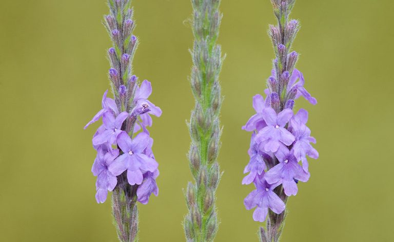 Blue Vervain - Prairie Garden Trust