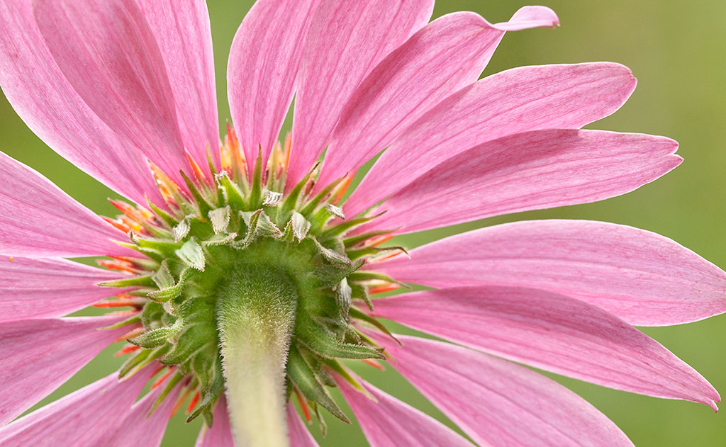 Purple Coneflowers in Peak Bloom at PGT - Prairie Garden Trust